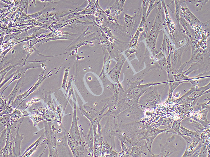 HFL1细胞(人胚肺成纤维细胞)-细胞资源库平台